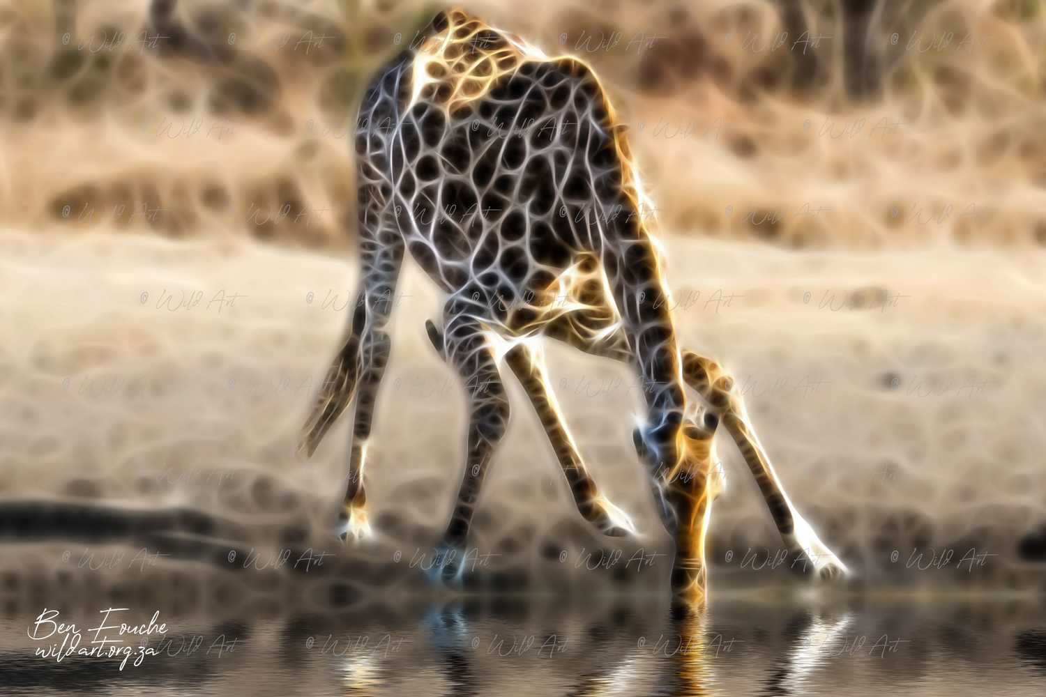 Giraffe at Water - Wild Art
